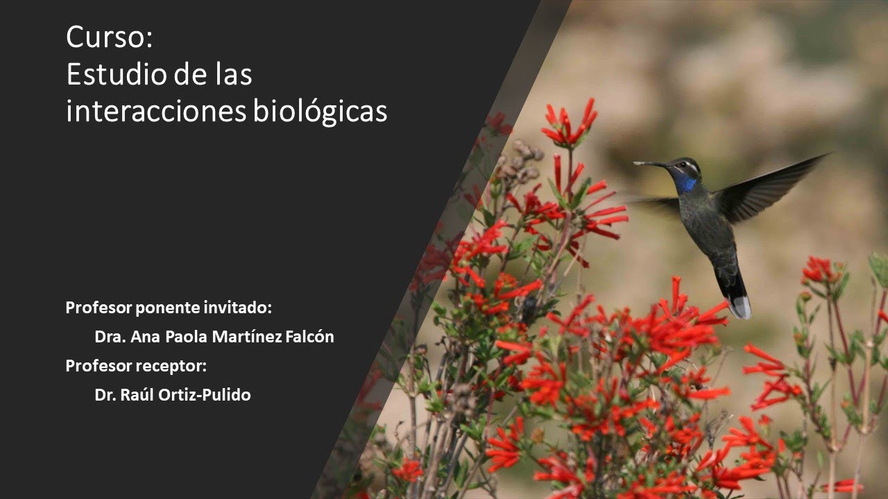 Redes ecológicas: 3. Análisis base - YouTube
