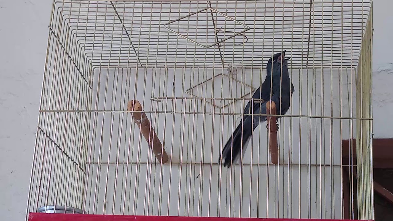 CANTO DE CLARÍN (Myadestes unicolor) - YouTube