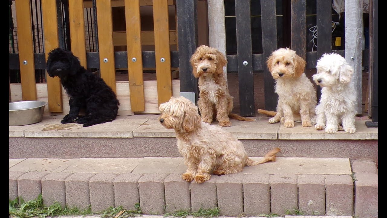 Cocker spaniel/ Pudel, Cockapoo F1 i F1b - YouTube