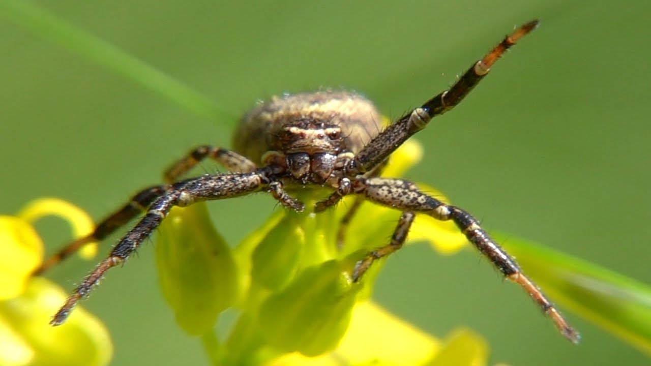 Spiders near the way. Spinnen am wegrand. Eifel, Germany - YouTube