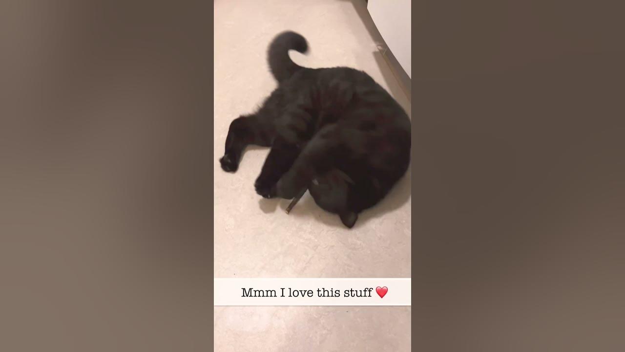 My Cat’s Reaction to a Catnip Stick - YouTube