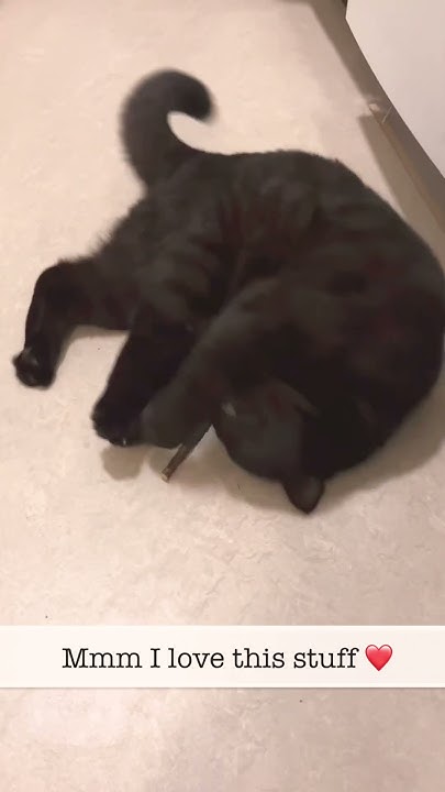My Cat’s Reaction to a Catnip Stick - YouTube