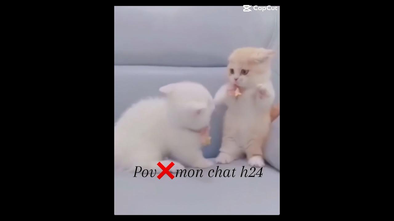 Pov mon chat h24 - YouTube