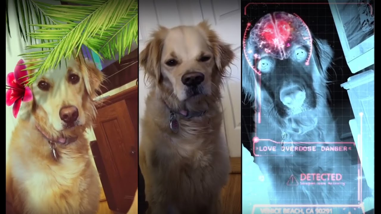 Dog tries SNAPCHAT FILTERS part 2 - YouTube