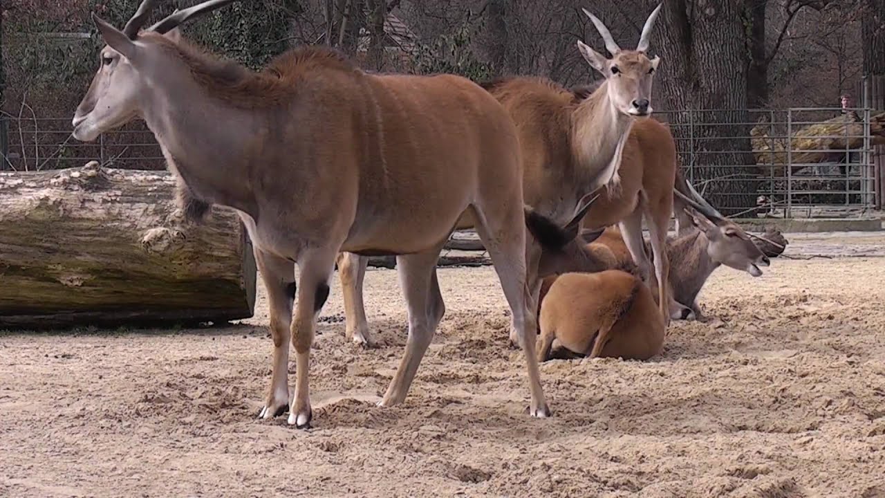 Baby Elenantilope