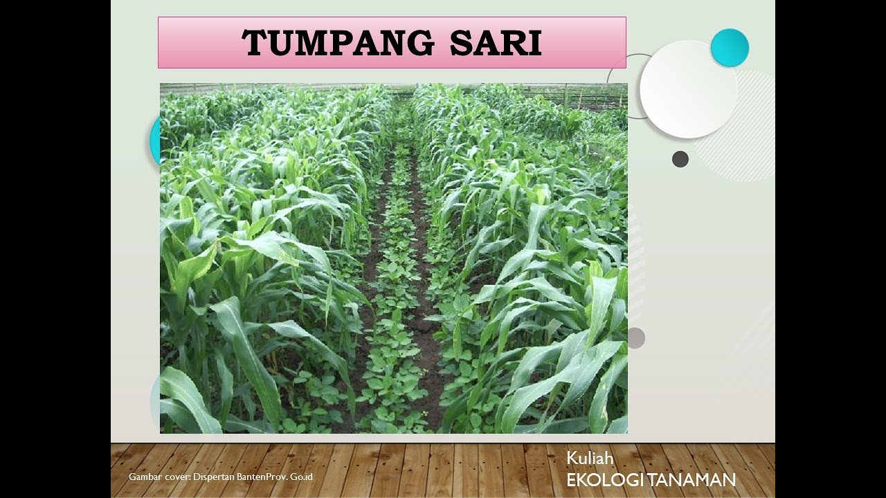 Kuliah | Ekologi Tanaman | Pola Tanam Polikultur | Nov 2022 - YouTube