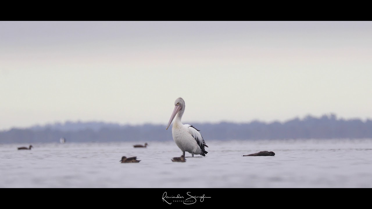 Mandurah Wetlands II Wildlife II Birds II Water Birds II Ravinder Singh ...
