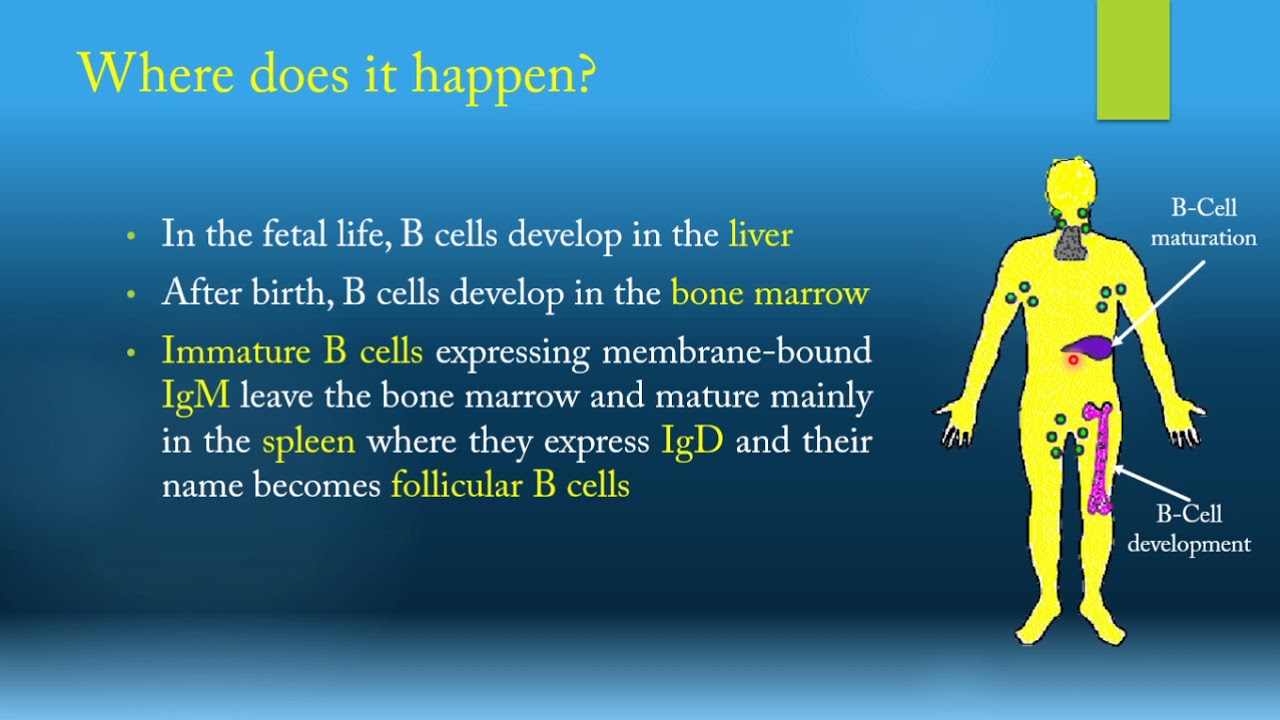 Immunogenetics & B-cells development - YouTube