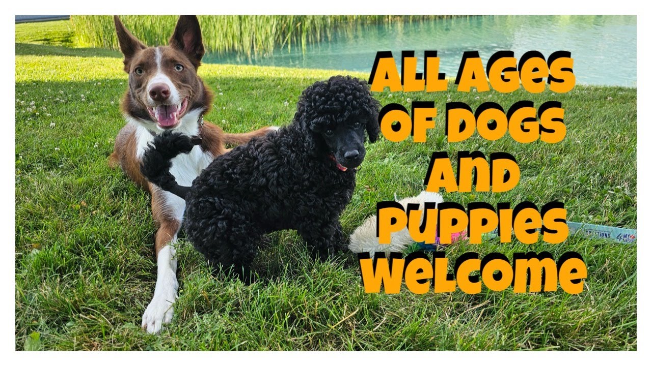 A Sneak Peek Into Next Week's Online Agility Masterclass with Susan ...