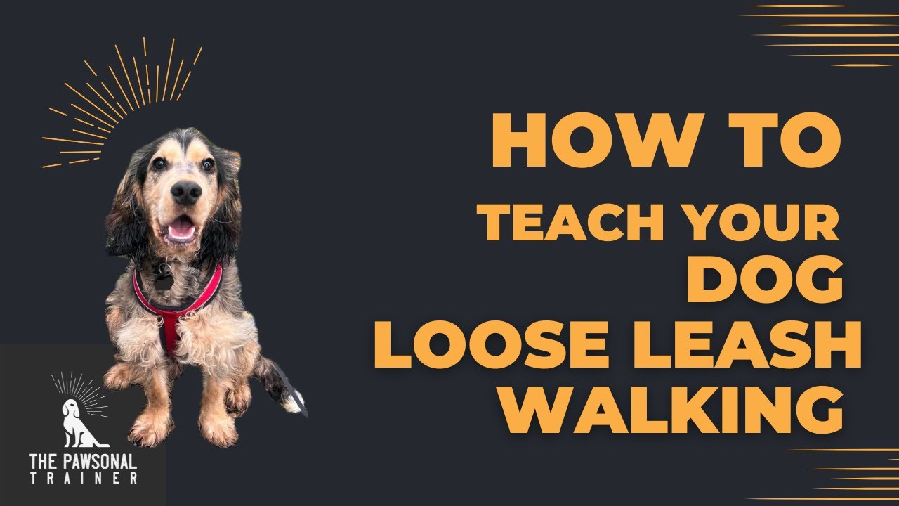 How to Teach Your Dog Loose Leash Walking - YouTube