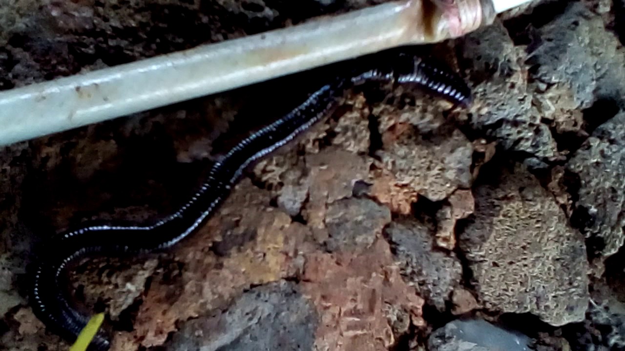 Ketemu cacing raksasa - YouTube