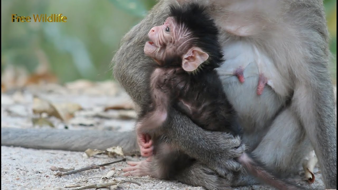 Newborn_ New Baby Monkey was born a few hours before this post - YouTube