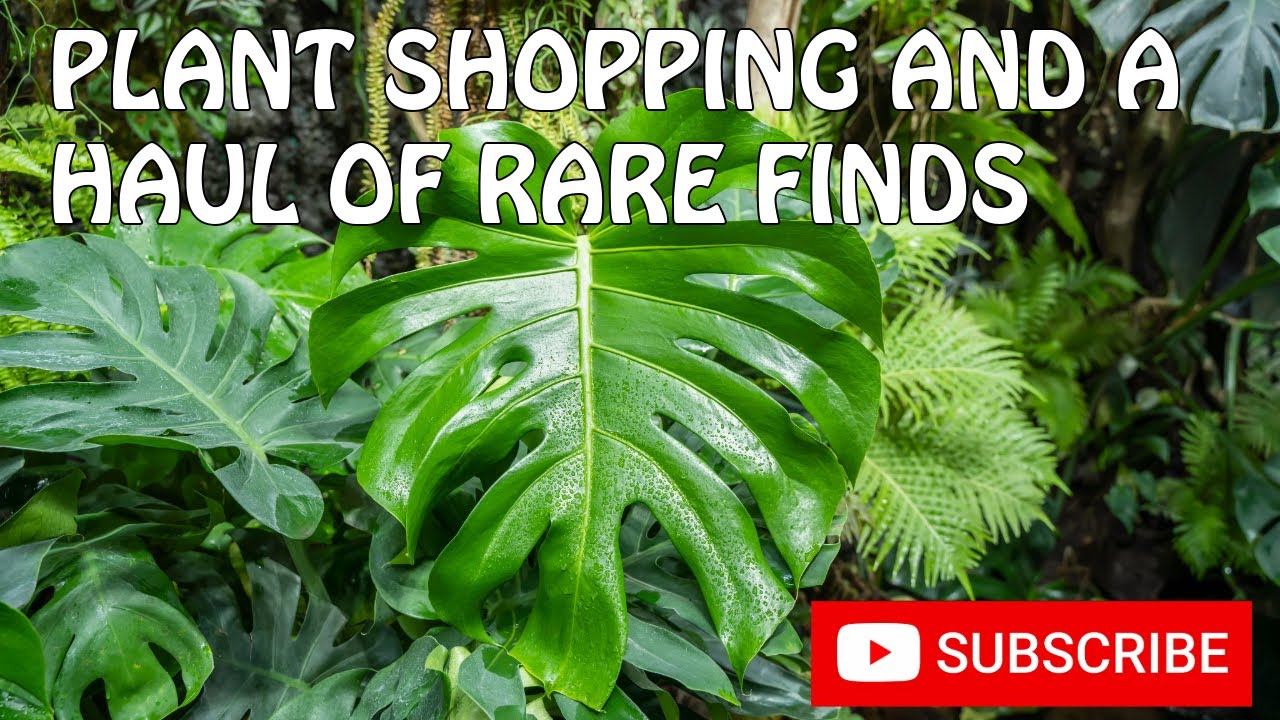 PLANT SHOPPING AND A HAUL OF RARE FINDS! | TROPICAL HOUSEPLANTS ...