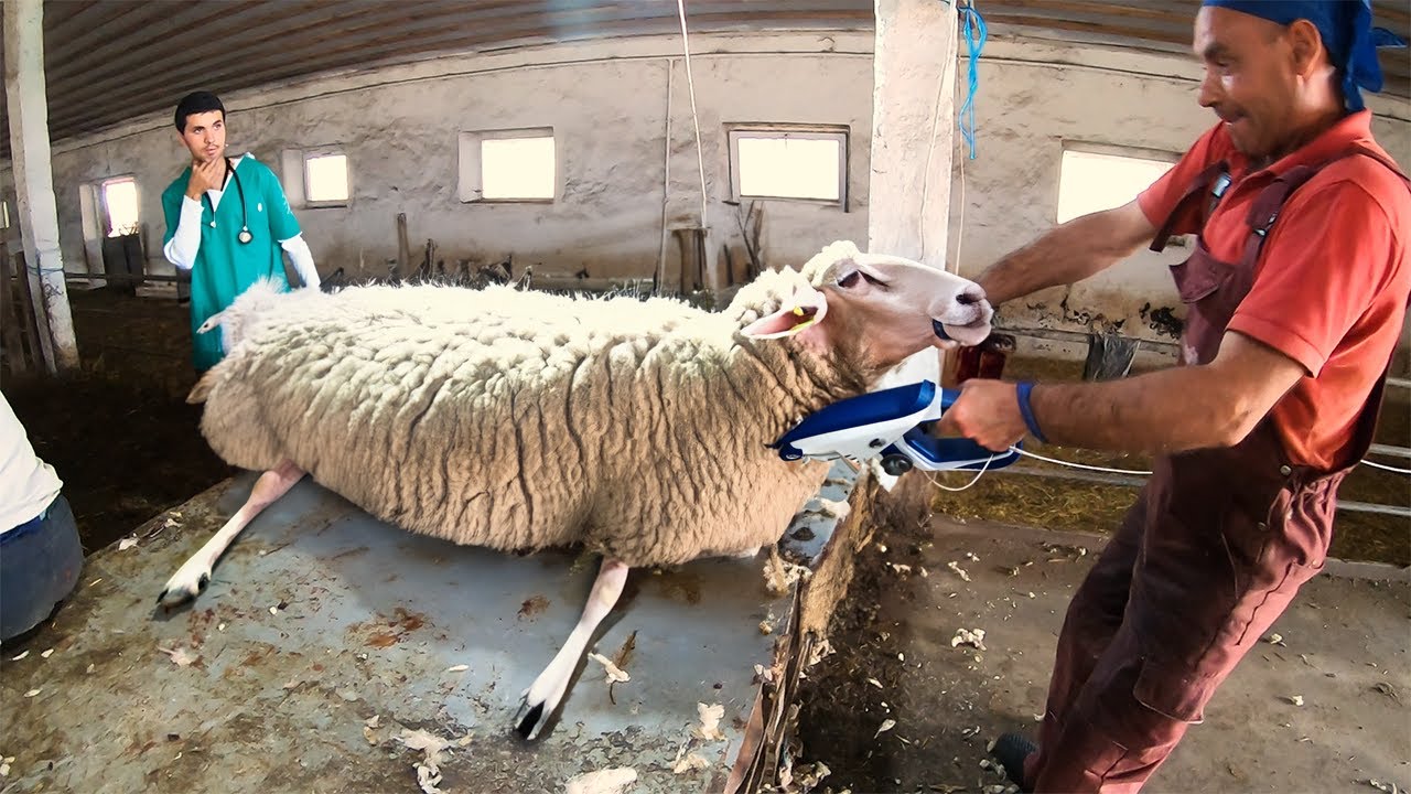 MASSIVE OVERGROWN SHEEP - Satisfying Shearing - YouTube
