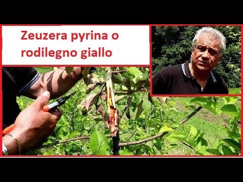 Rodilegno giallo o Zeuzera Pyrina - YouTube