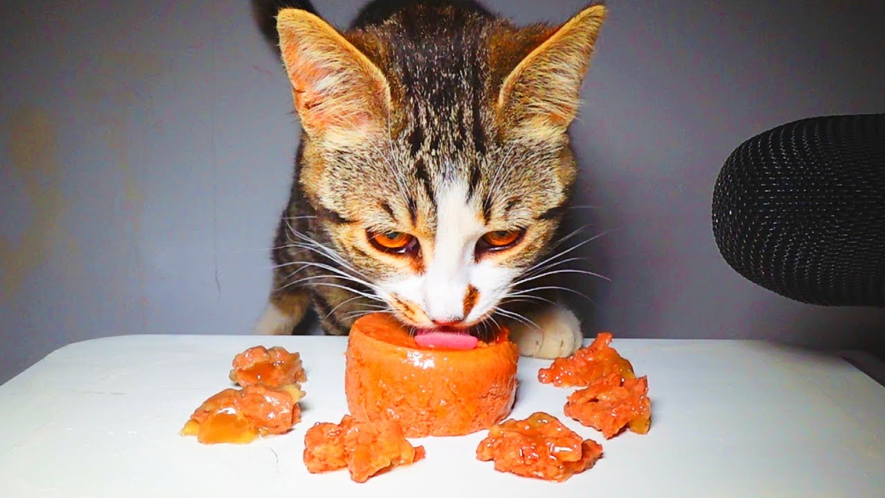 Cat Eating Wet Food | Relaxing ASMR MUKBANG - YouTube