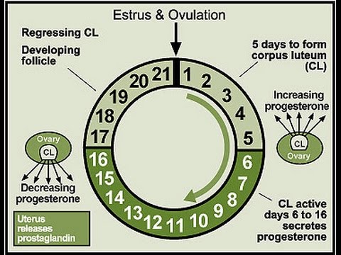 Estrous Synchronization - YouTube