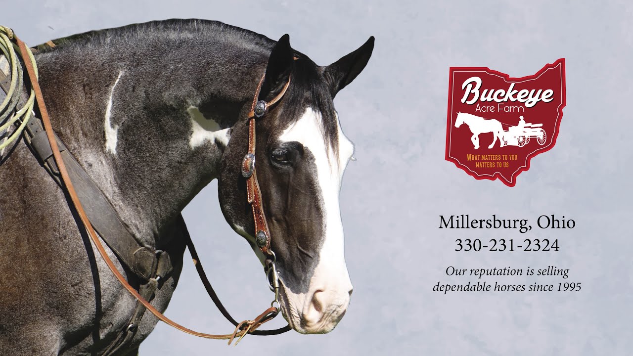 SOLD Buckeye's Cherokee | Professional Cowboy Select Sale 2019 - YouTube