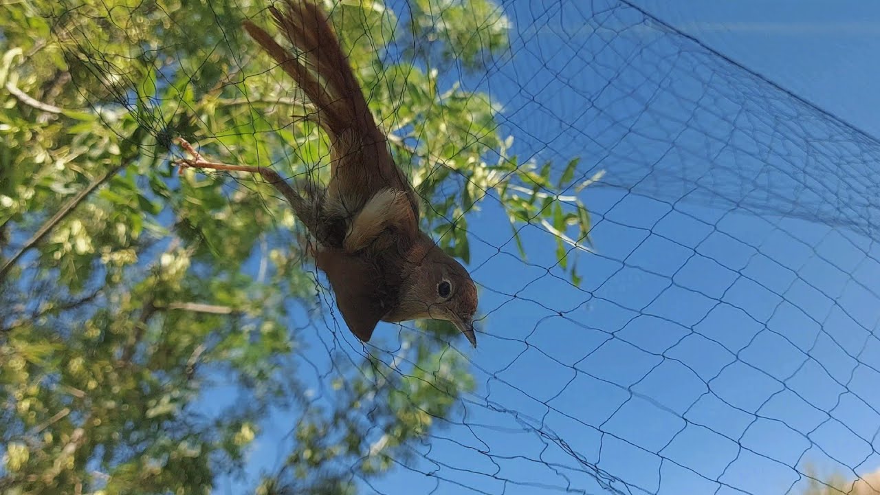 hunting a nightingale with a net is an easy way - YouTube