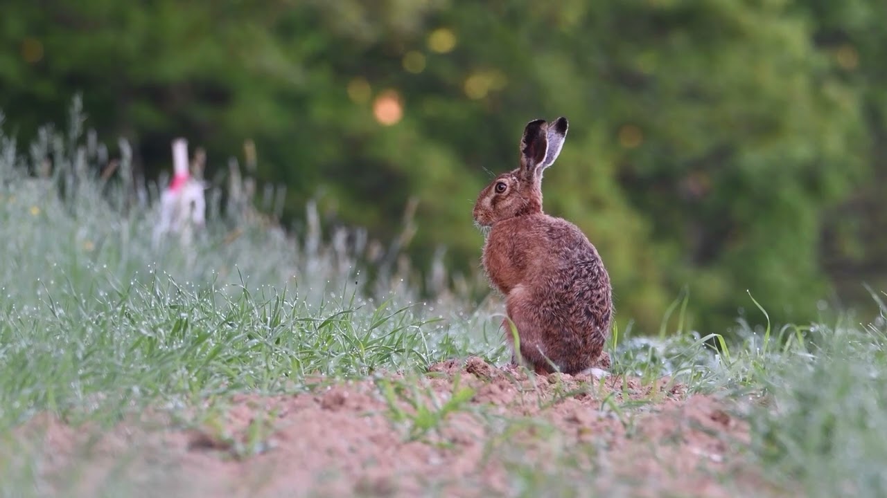 Iepure de camp - Surpriza din natura - YouTube