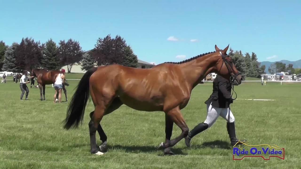 603C Tayler Ravenscroft on Secretleigh YEH 5yr Old Conformation Rebecca ...