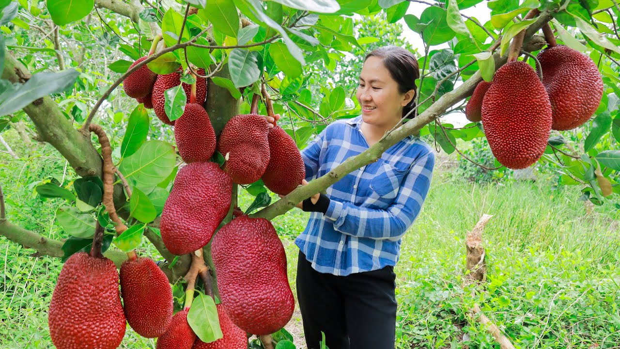 Harvest Strange Red Jackfruit goes to the market sell | Emma Daily Life ...