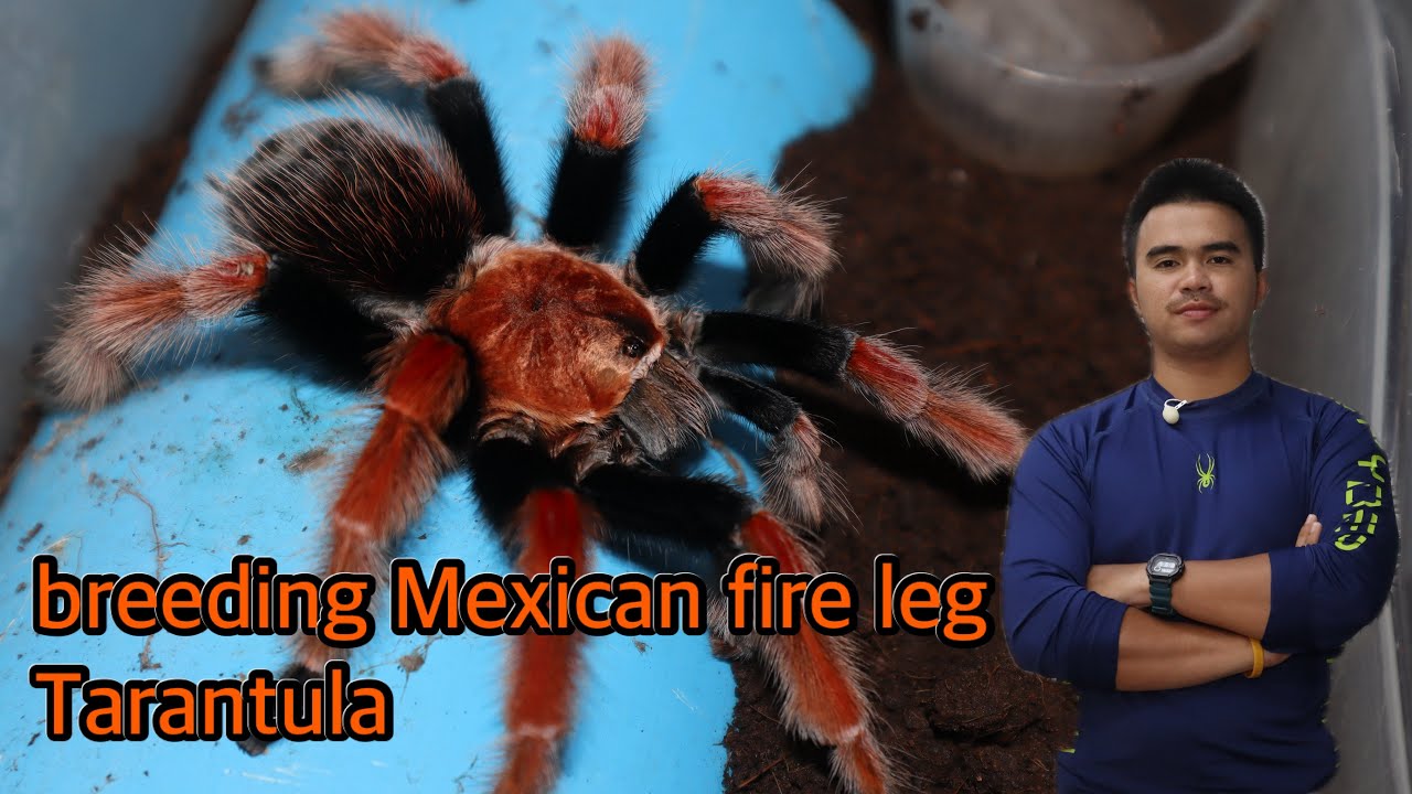 ผสมพันธุ์แมงมุม/breeding Mexican fire leg It went well - YouTube