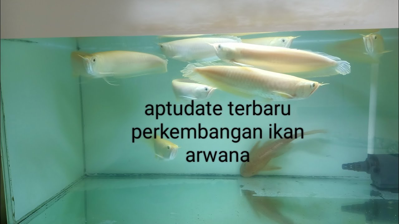 Perkembangan ikan arwana terbaru - YouTube