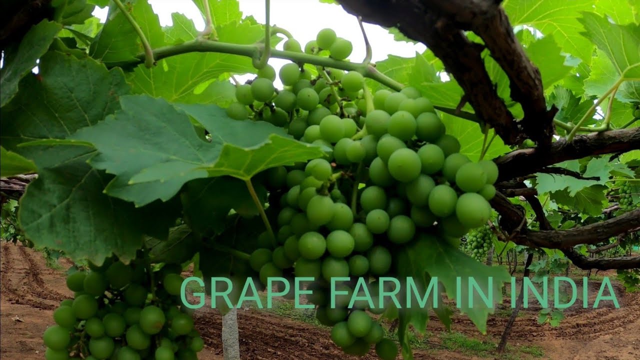 grape farm in Tamilnadu, India 4k - YouTube