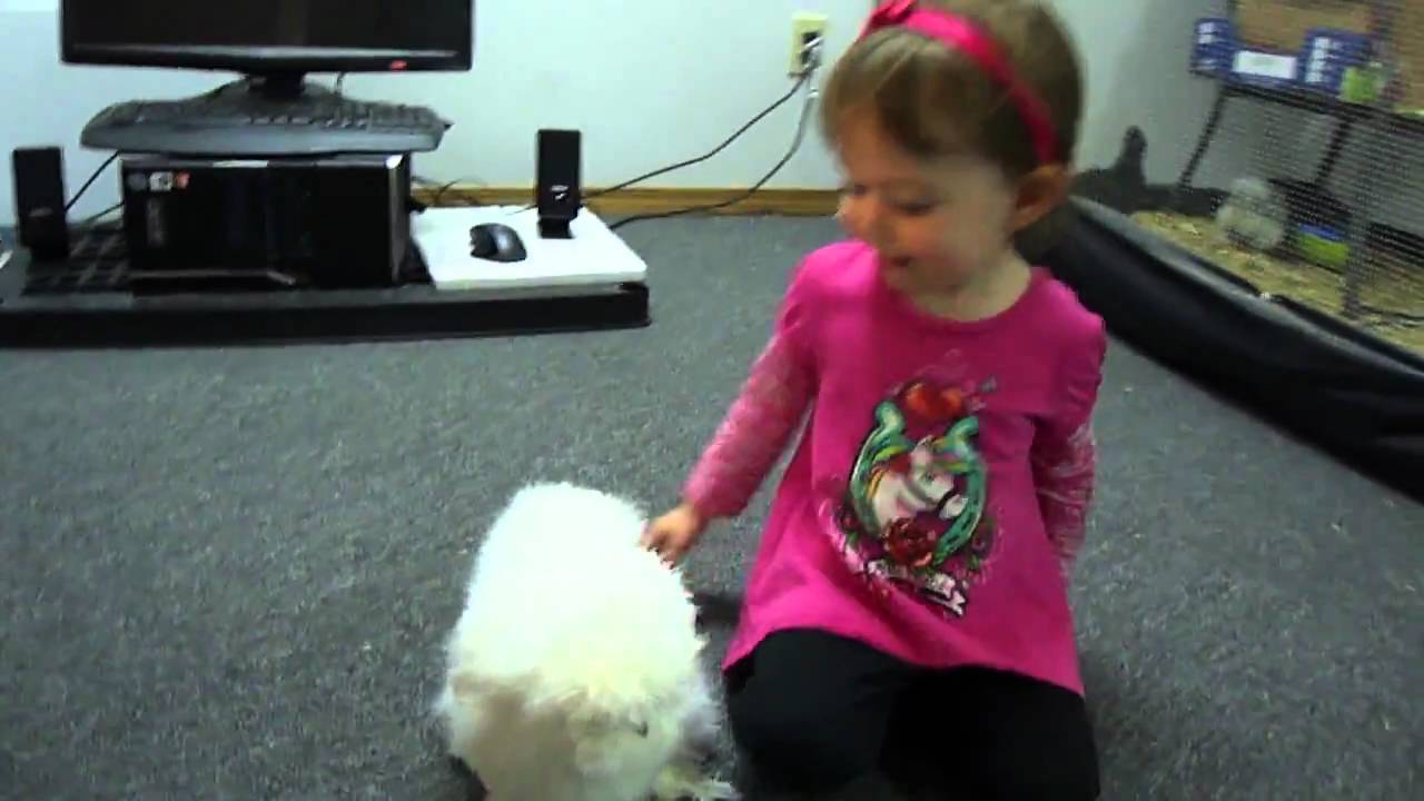 Show Quality Silkie - YouTube