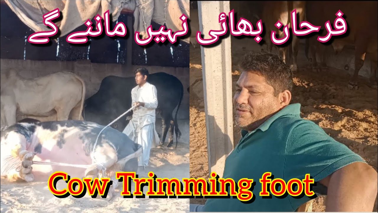 farhan Bhai farm update||cow foot Trimming@ZW Official #zw #zwofficail ...
