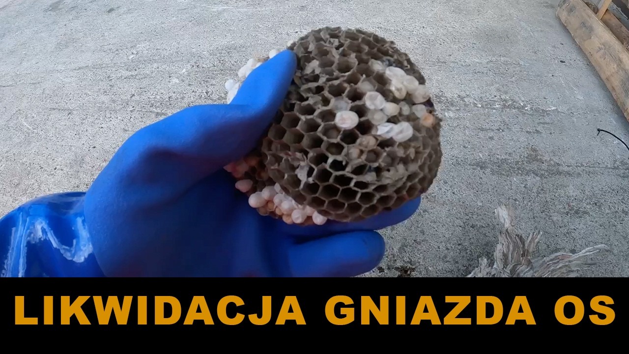GNIAZDO OS LIKWIDACJA - usuwanie gniazda os - gniazdo os - szerszenie ...