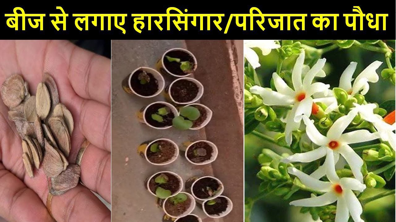 बीज से लगाए हारसिंगार/परिजात का पौधा केवल 7 दिनों में | Grow harsingar ...
