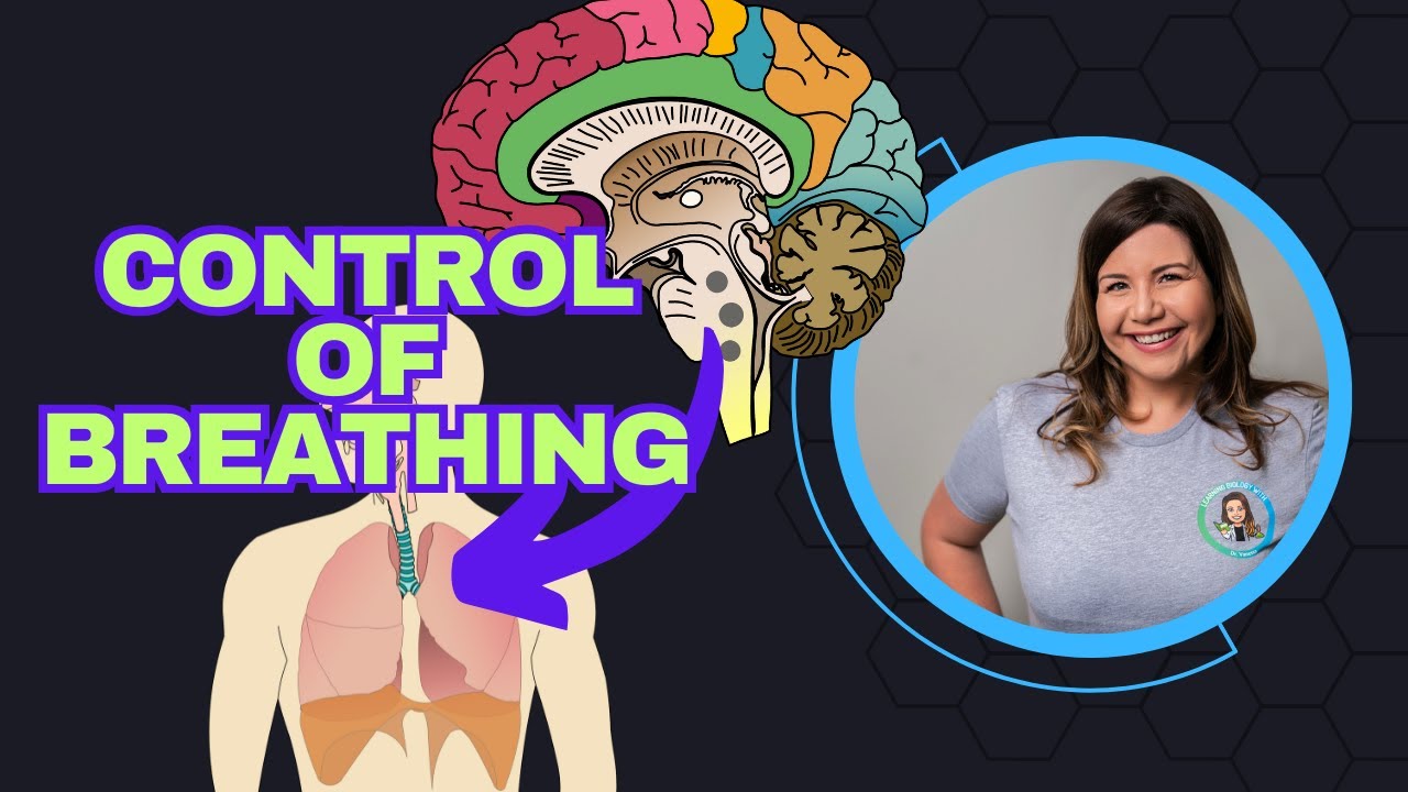 How Your Brain Controls Breathing—The Secret Behind Every Breath! - YouTube