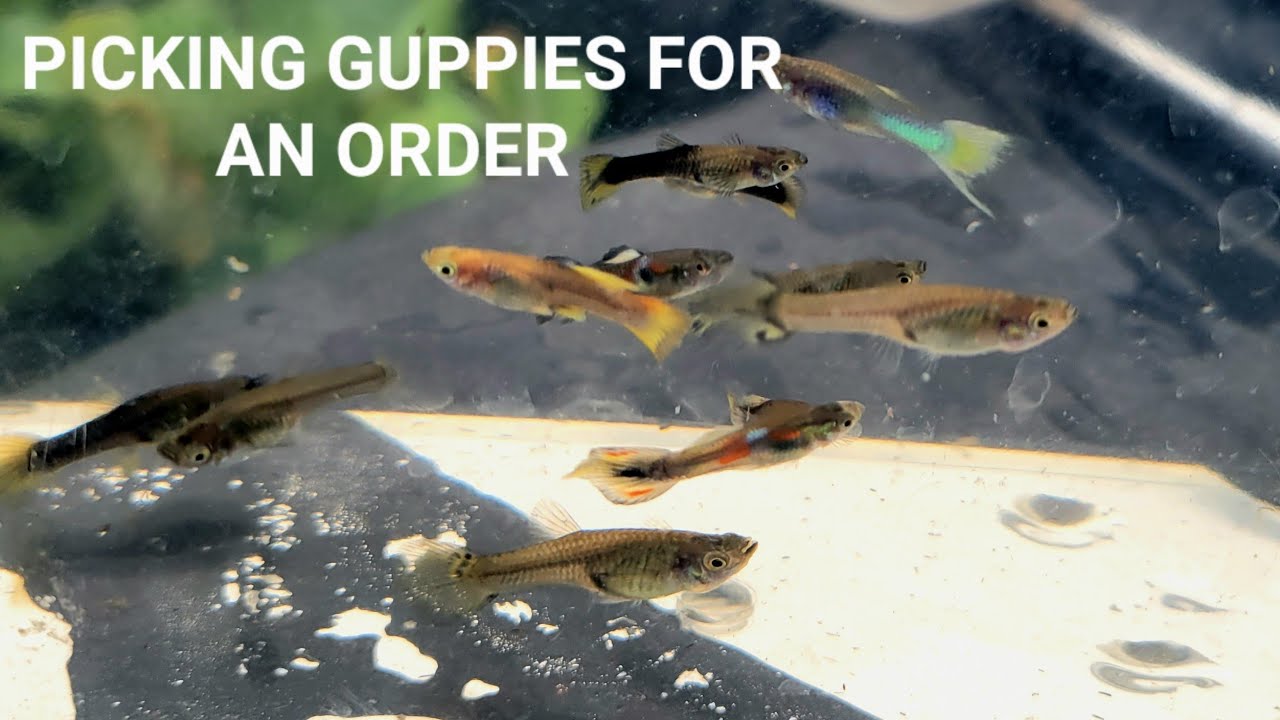 picking fish for an order - YouTube