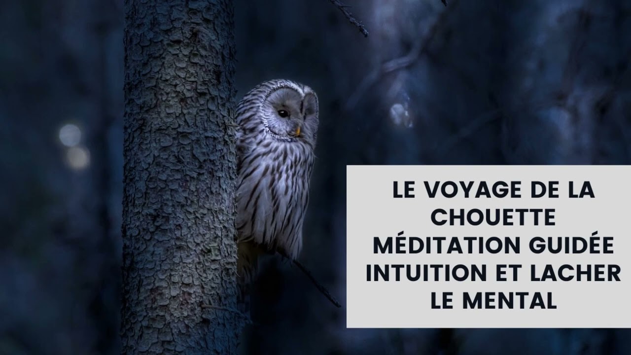 MÉDITATION GUIDÉE - LE VOYAGE DE LA CHOUETTE 🦉(INTUITION ET LÂCHER LE ...