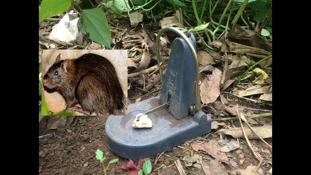 കൃഷിയെ നശിപ്പിക്കുന്ന പന്നി എലികളെ എങ്ങനെ പിടിക്കാം How to catch big ...