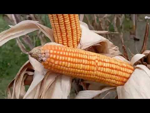 SPEKTAKULER ‼️JAGUNG HEBAT MONTOK ADVANTA ADV 132 | HASIL BERLIMPAH‼️‼️