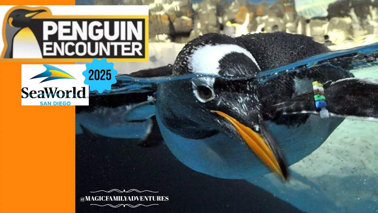 🐧 Up Close with Penguins! ️ Visiting the Penguin Encounter at SeaWorld ...