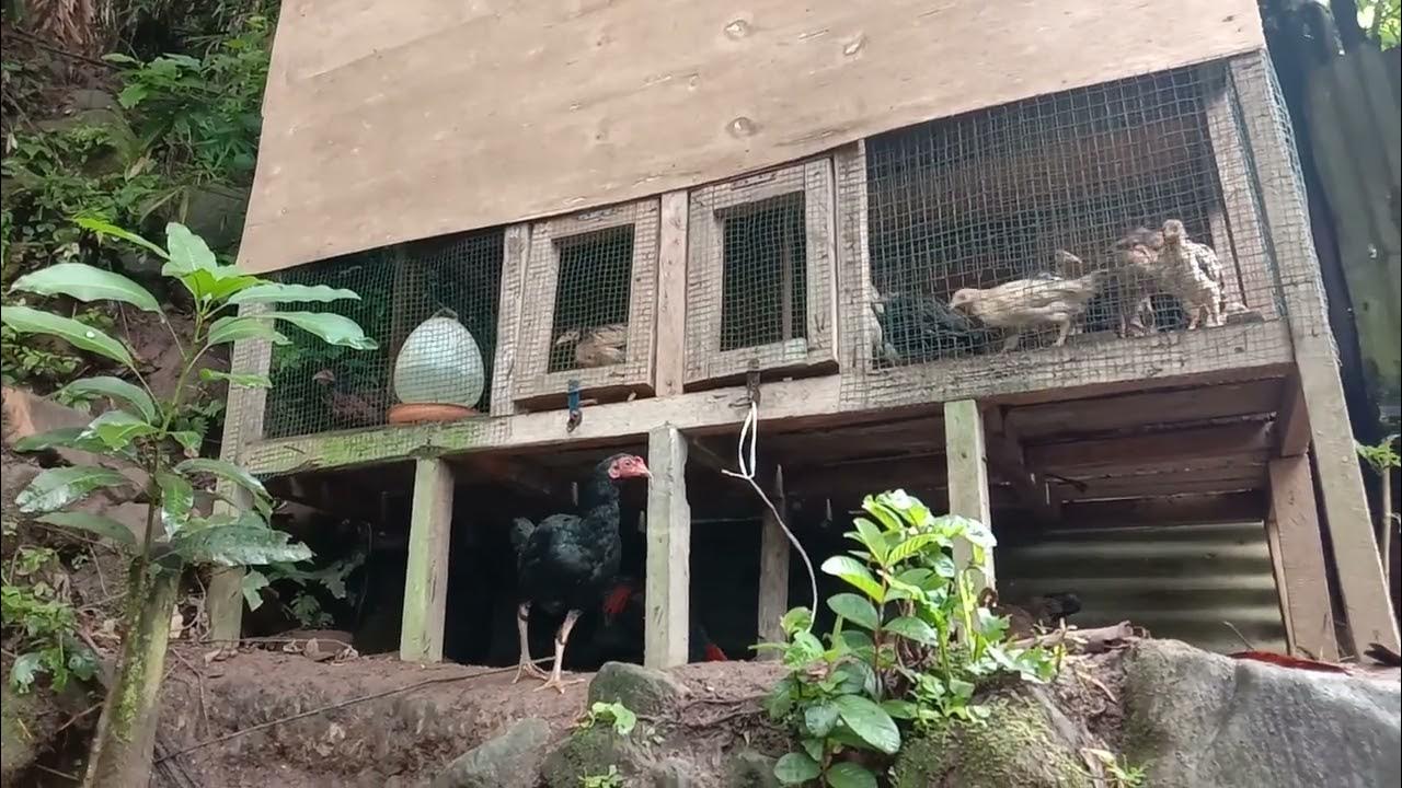 Usaha Ayam Kampung Peluang, Kelebihan, Tips Dan Perhitungan Modal - YouTube