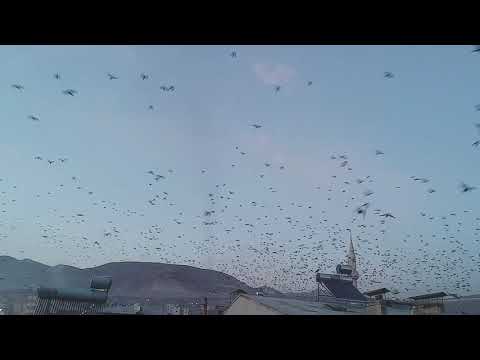 Hayat kısa,kuşlar uçuyor.