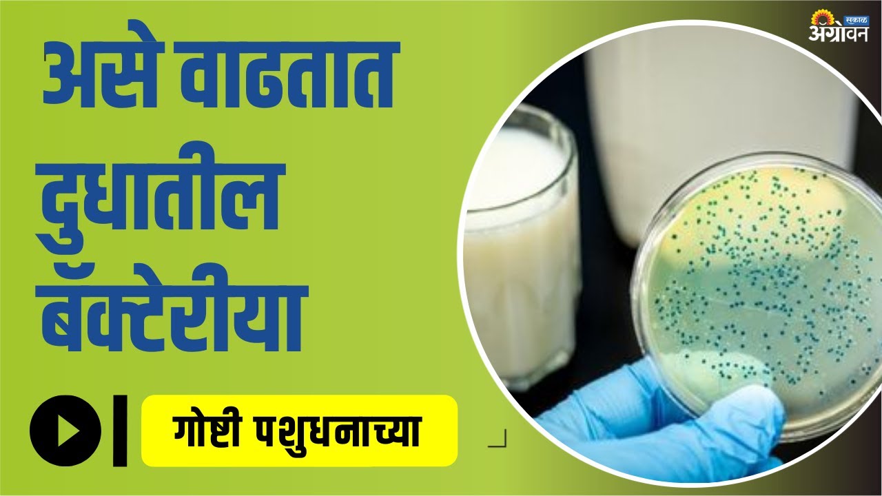 दुधातील जीवाणूंची वाढ कशी होते? | Bacteria In Milk | Coliform Bacteria ...