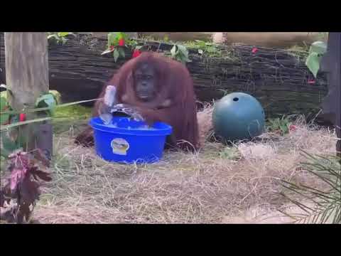Elini Yıkayın Orangutan