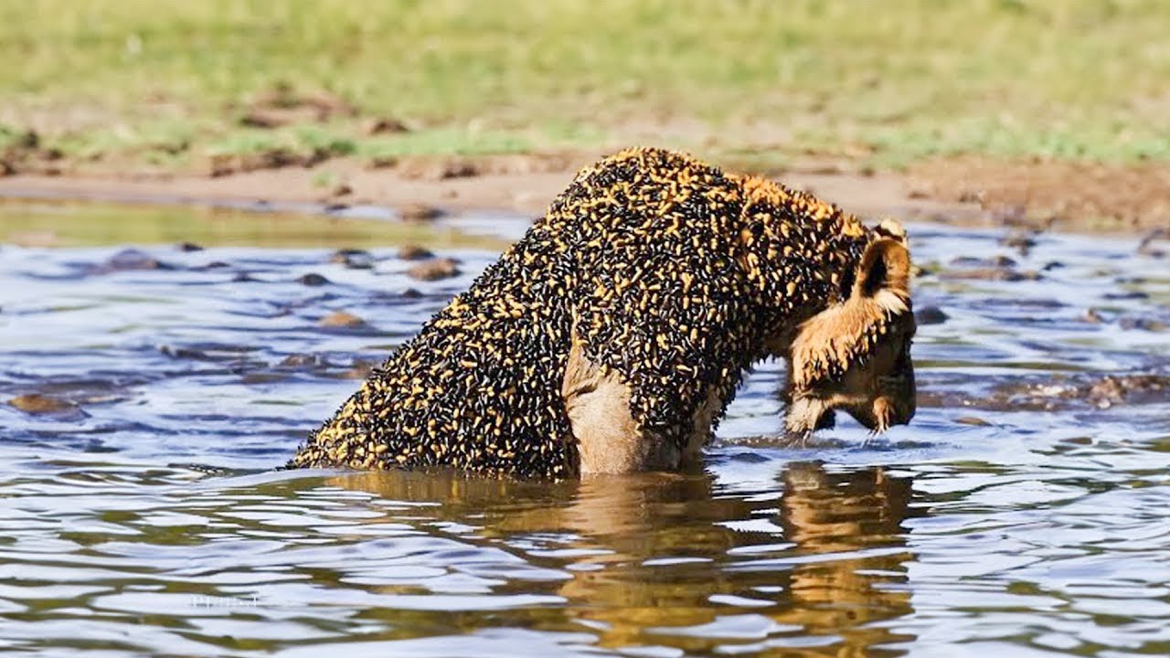 Lion attacked by millions of bees, when rescue team arrived it did ...