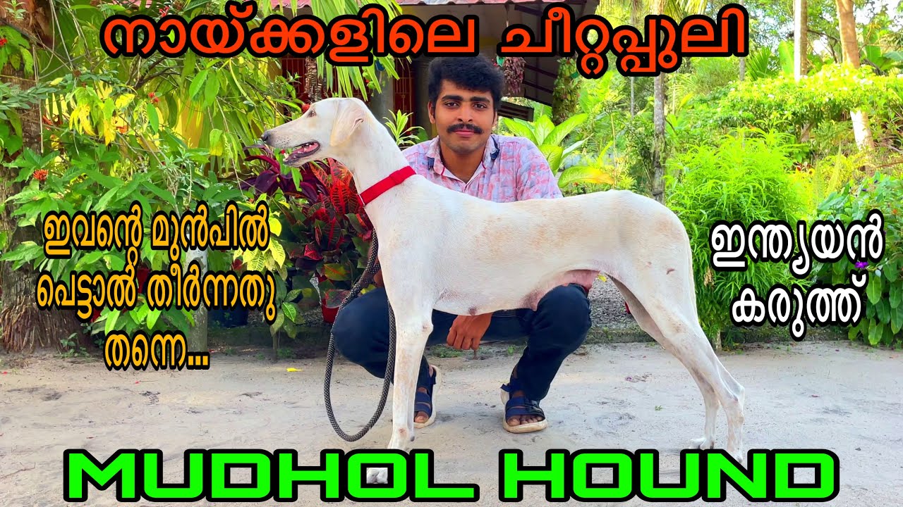 ഇന്ത്യയുടെ സ്വന്ധം മുധോൾ hound |Mudhol hound puppies | Indian dog ...