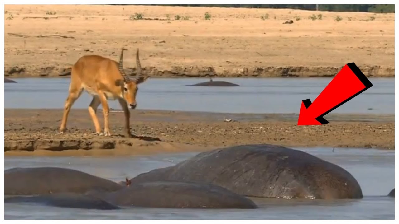 Estos animales increíblemente lograron Burlar A sus Depredadores - YouTube