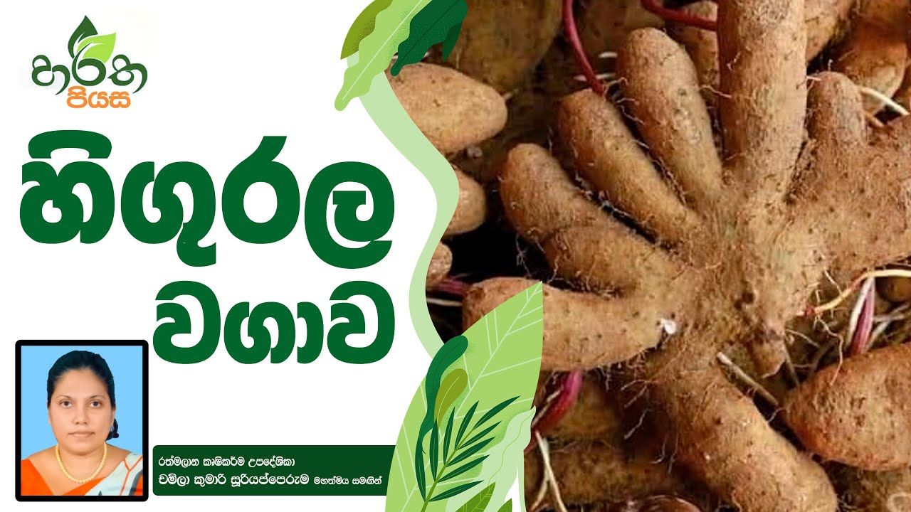 දරුඵල ලබාදෙන සම පැහැපත් කරන අරුම පුදුම හිඟුරල වගාව මුල සිට සරලව ...