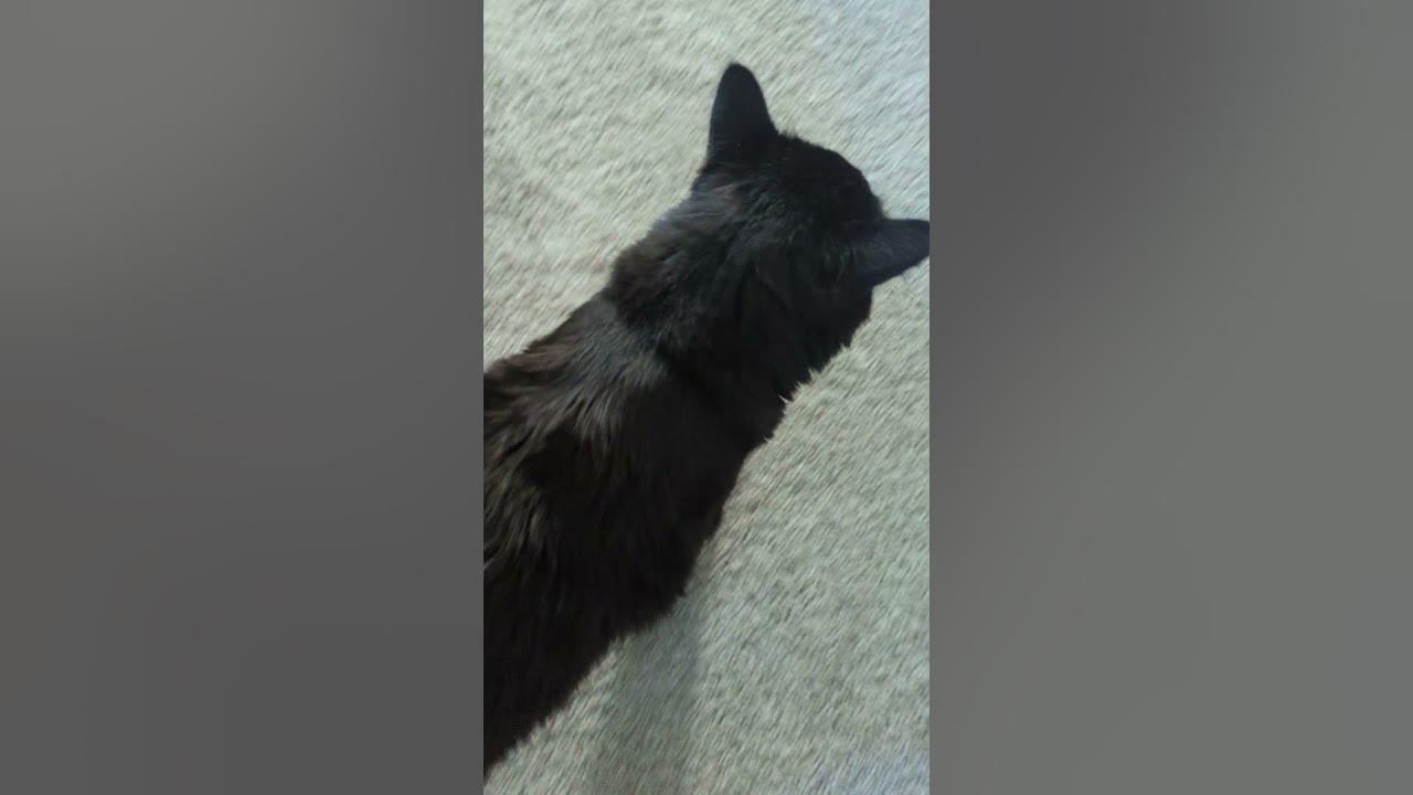 Cat Falls Out of His Tree House - 1411914 - YouTube