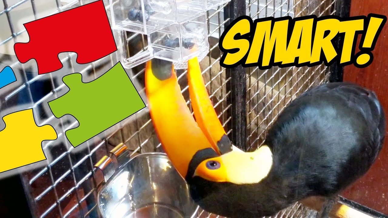Toucan Solves a Puzzle For The First Time!!! (SMART BIRD!) - YouTube