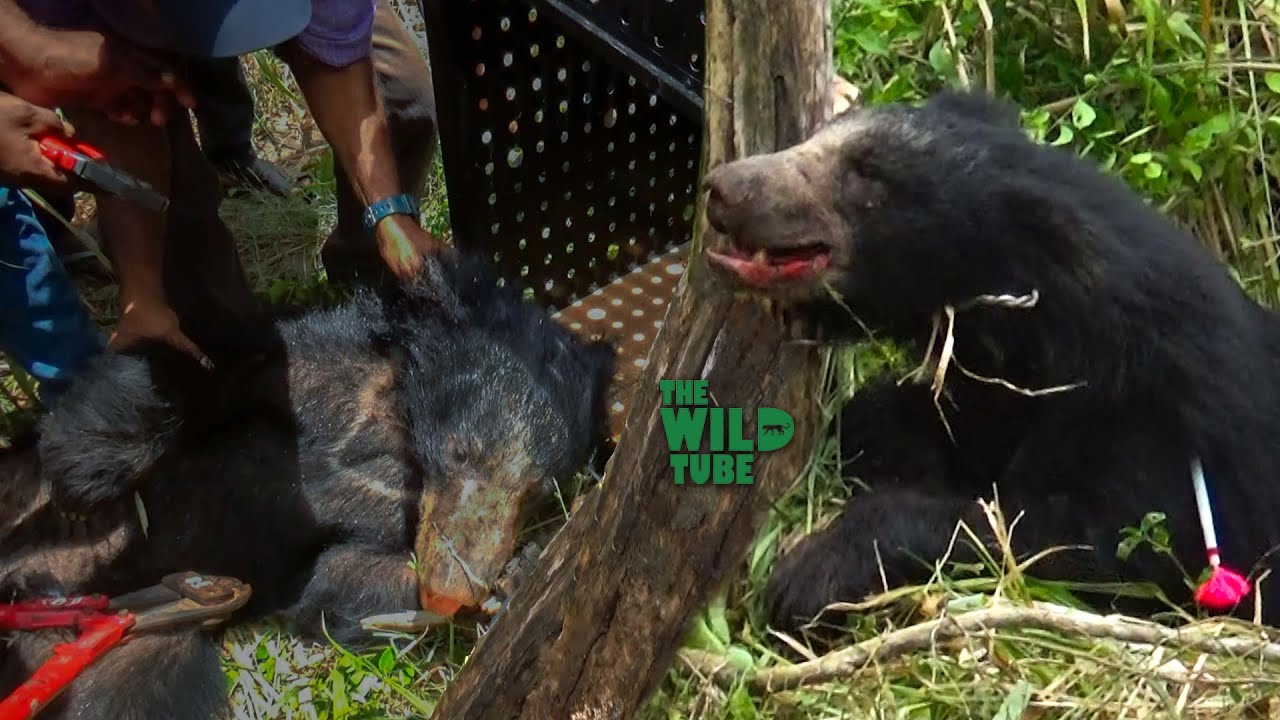 Mission accomplished! rescuing a bear in the woods from a Deadly Snare ...